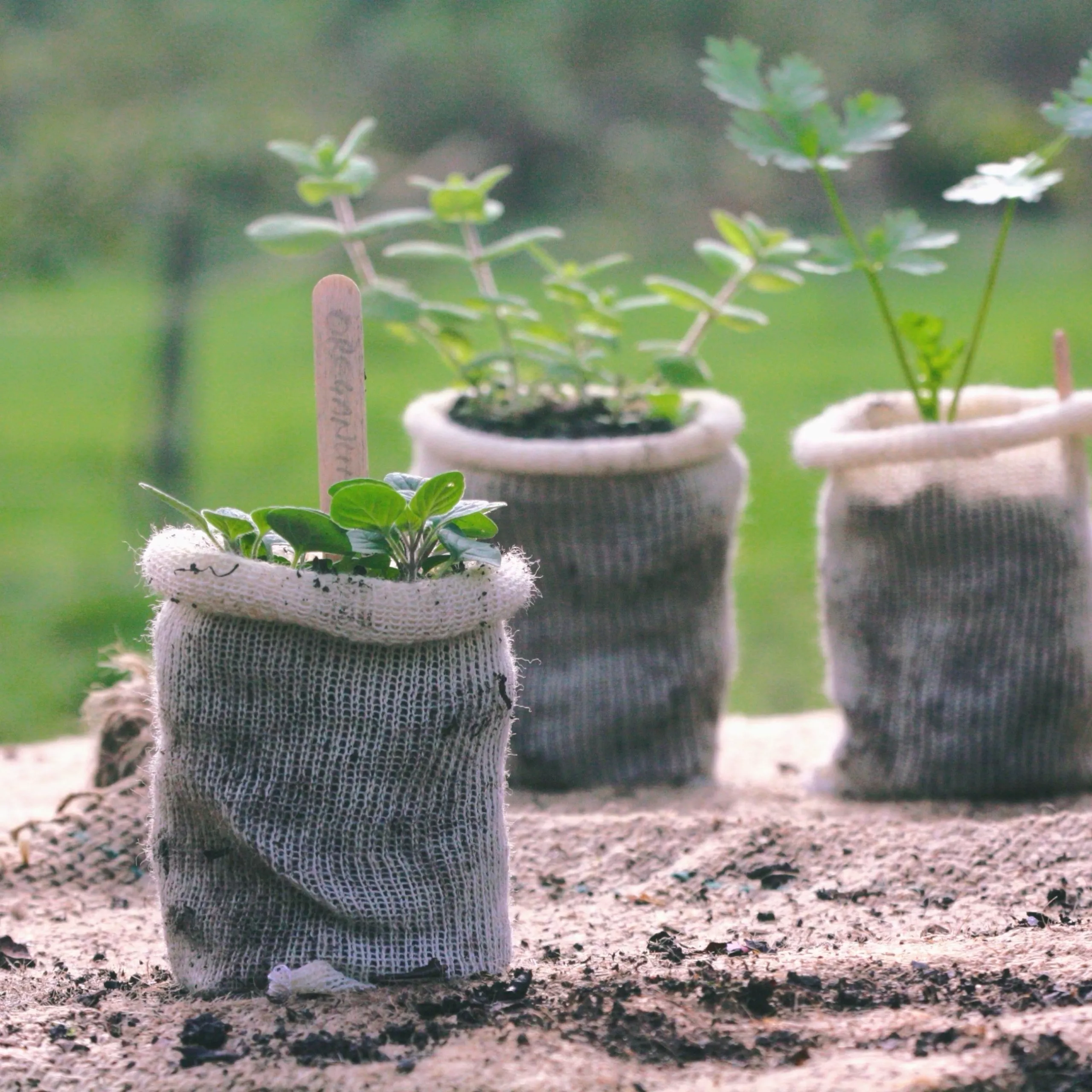 Pot Swap - BBC Gardeners' World Live
