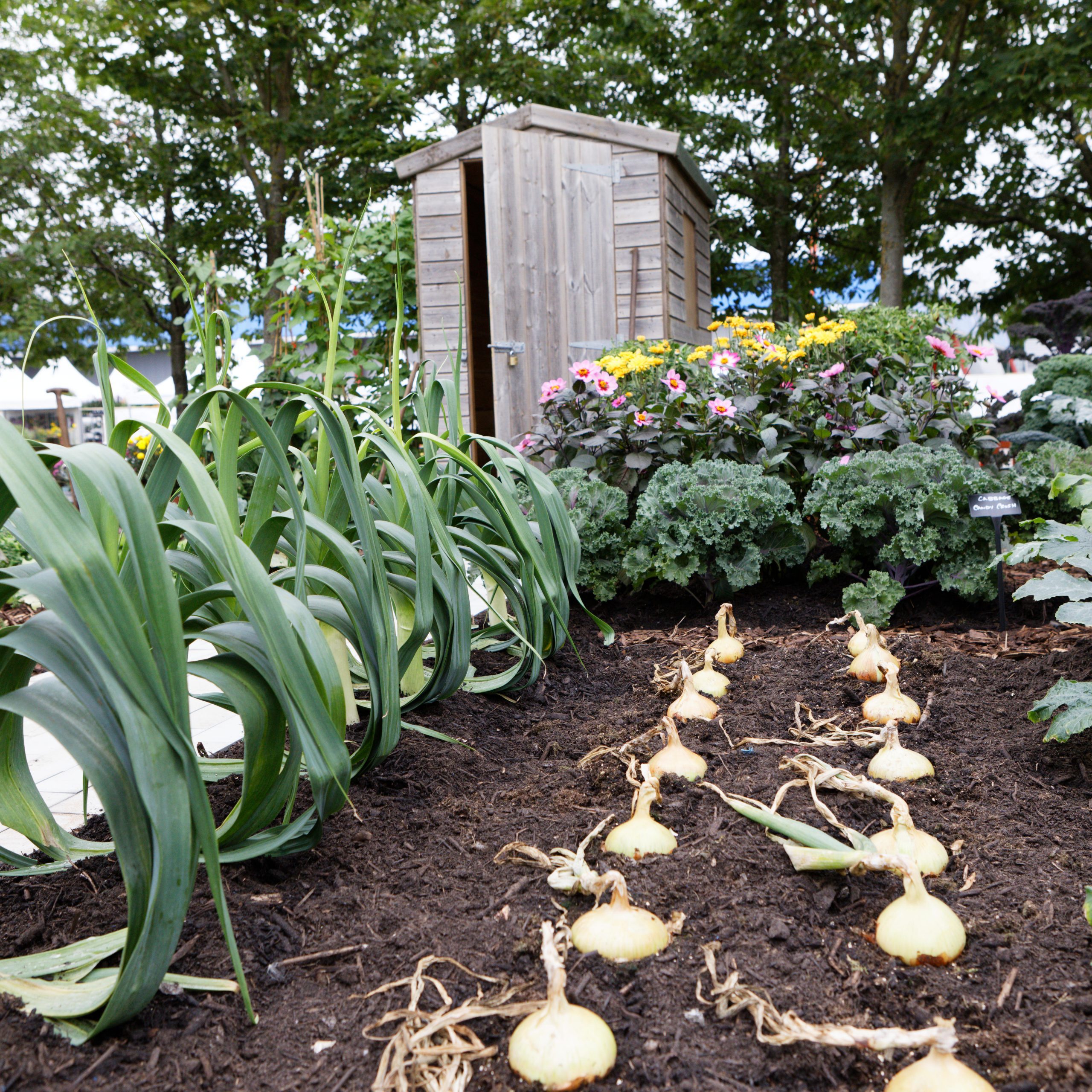 Get Growing Stage - BBC Gardeners' World Live